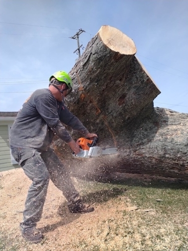 Michigan's Professional Tree Experts | Majestic Tree Co
